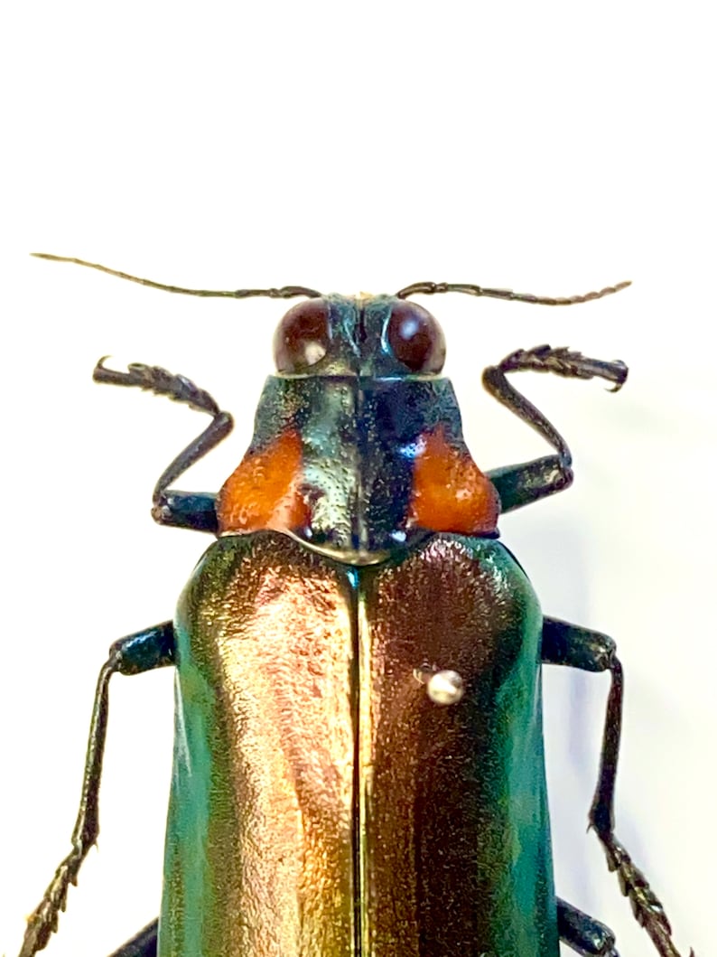 Large Jewel Beetle (megaloxantha Mouhouti) Real Specimen - Etsy