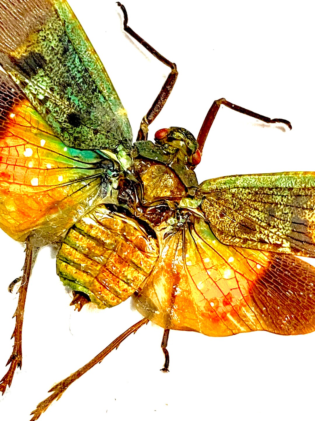 Penthicodes Farinosa Tulia). Real Insect Specimen. - Etsy