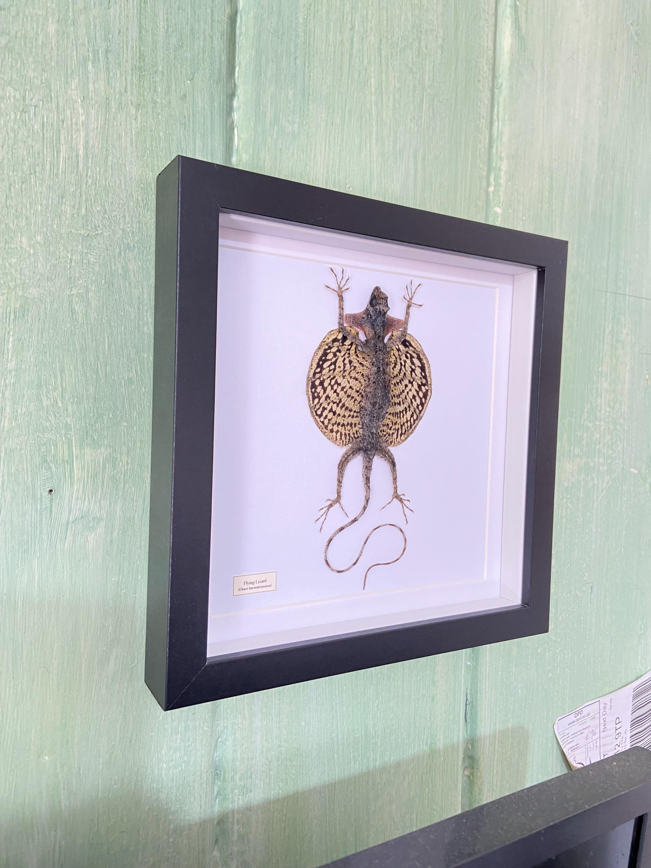 Flying Lizard (draco Haematopogon) Real Specimen Framed. Reptile ...