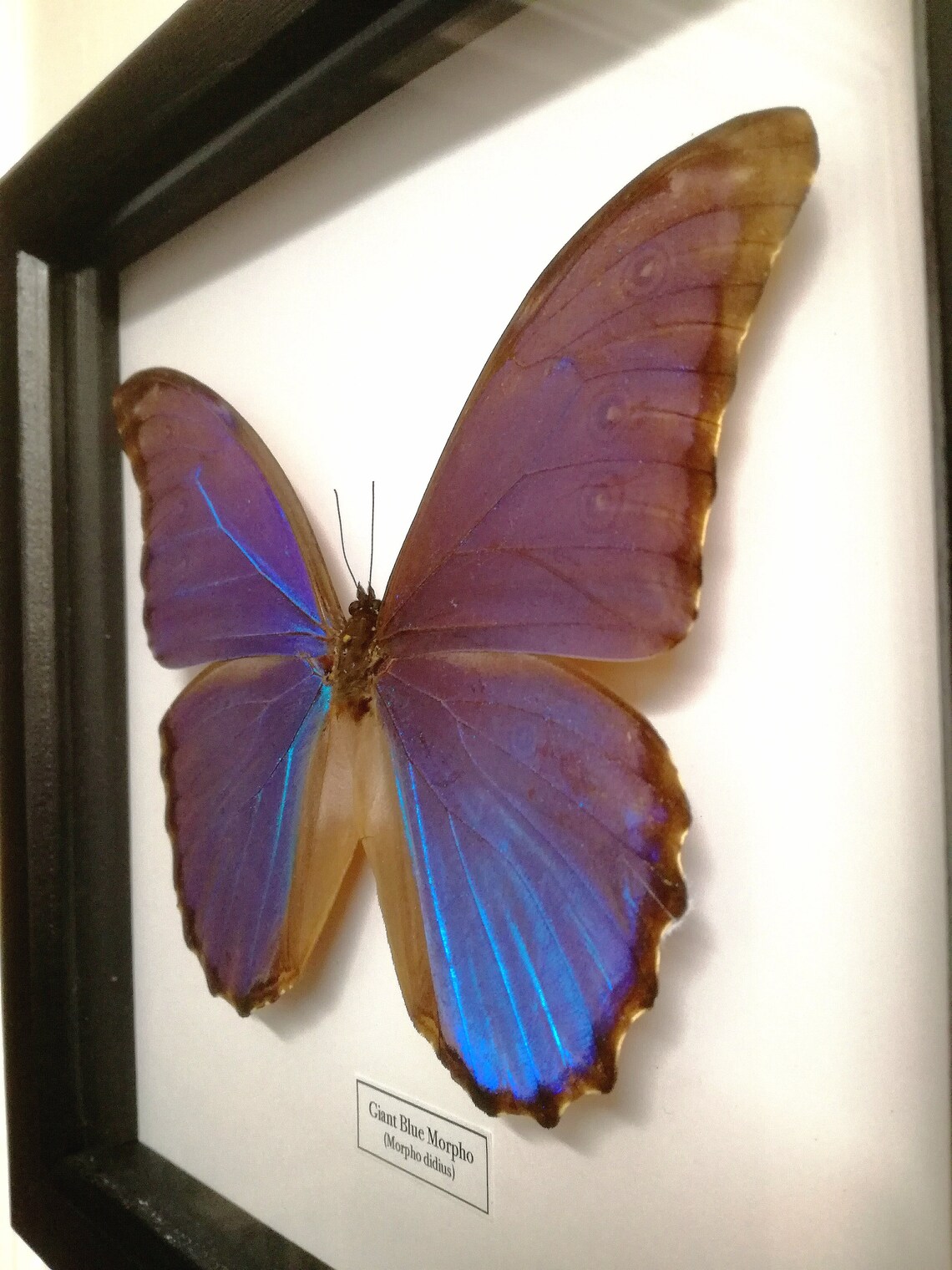 Blue Morpho Giant godarti Didius Butterfly real Framed - Etsy Ireland