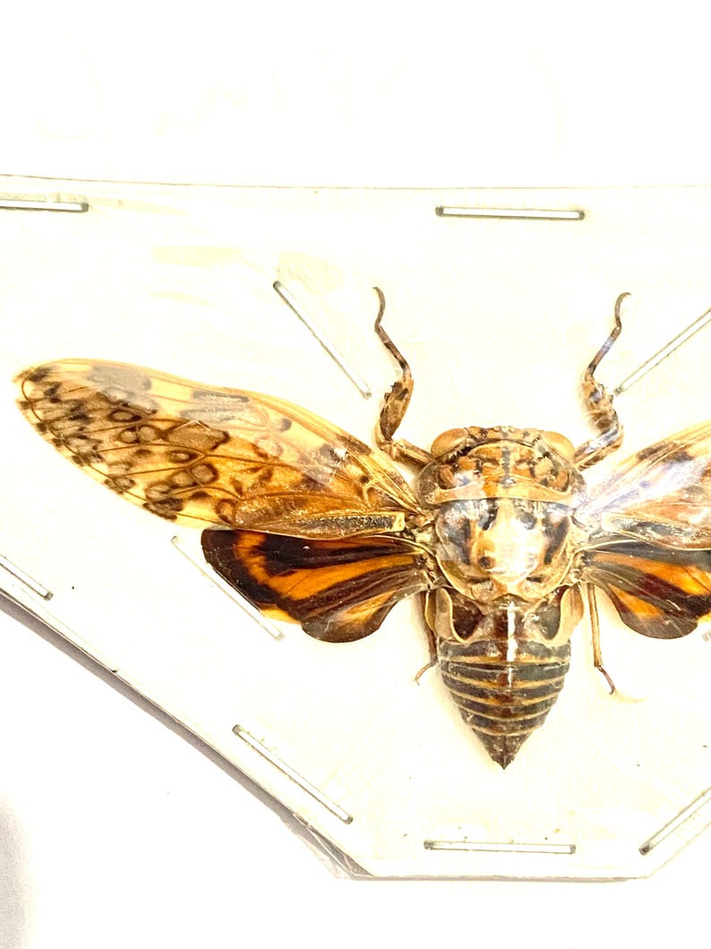 Cicada. Platypleura Arcuata. Insect. Cigale.real Insect ...