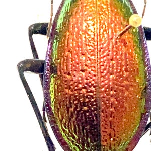 Carabus Hispanus. Ground Beetle.carabidae. Real Insect Specimen. - Etsy