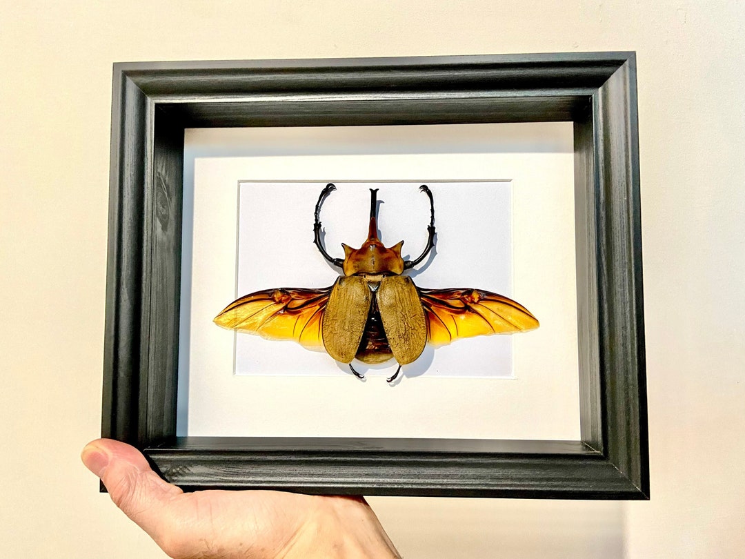 Elephant Beetle (megasoma Elephas) Real Huge Insect - Etsy