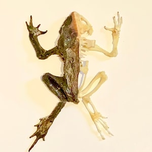 Toad Skeleton Real. (duttaphrynus Melanosticus) - Etsy UK