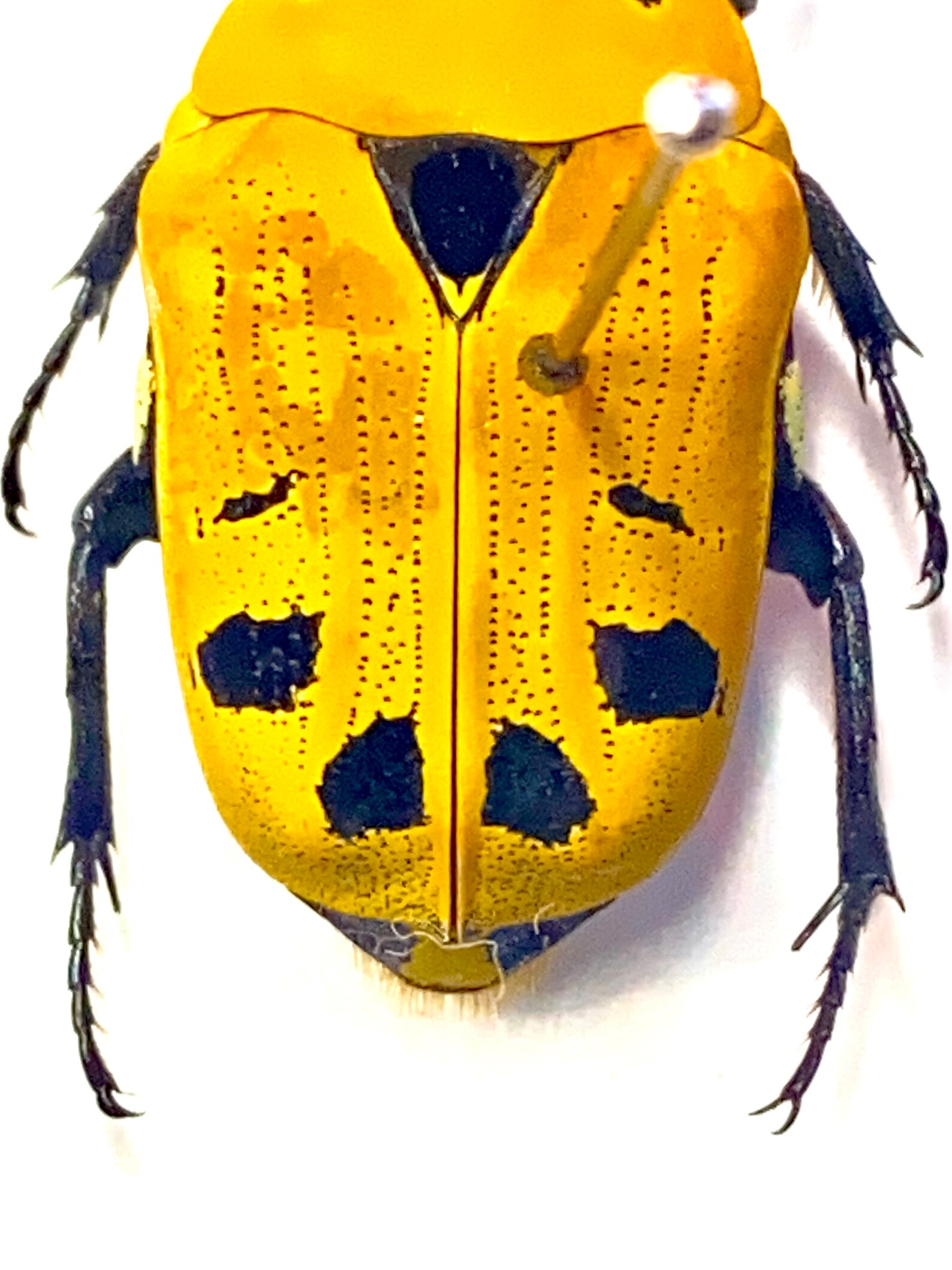 Yellow Flower Beetle (euchroea Auripimenta). Taxidermy. Beetle. Insect ...