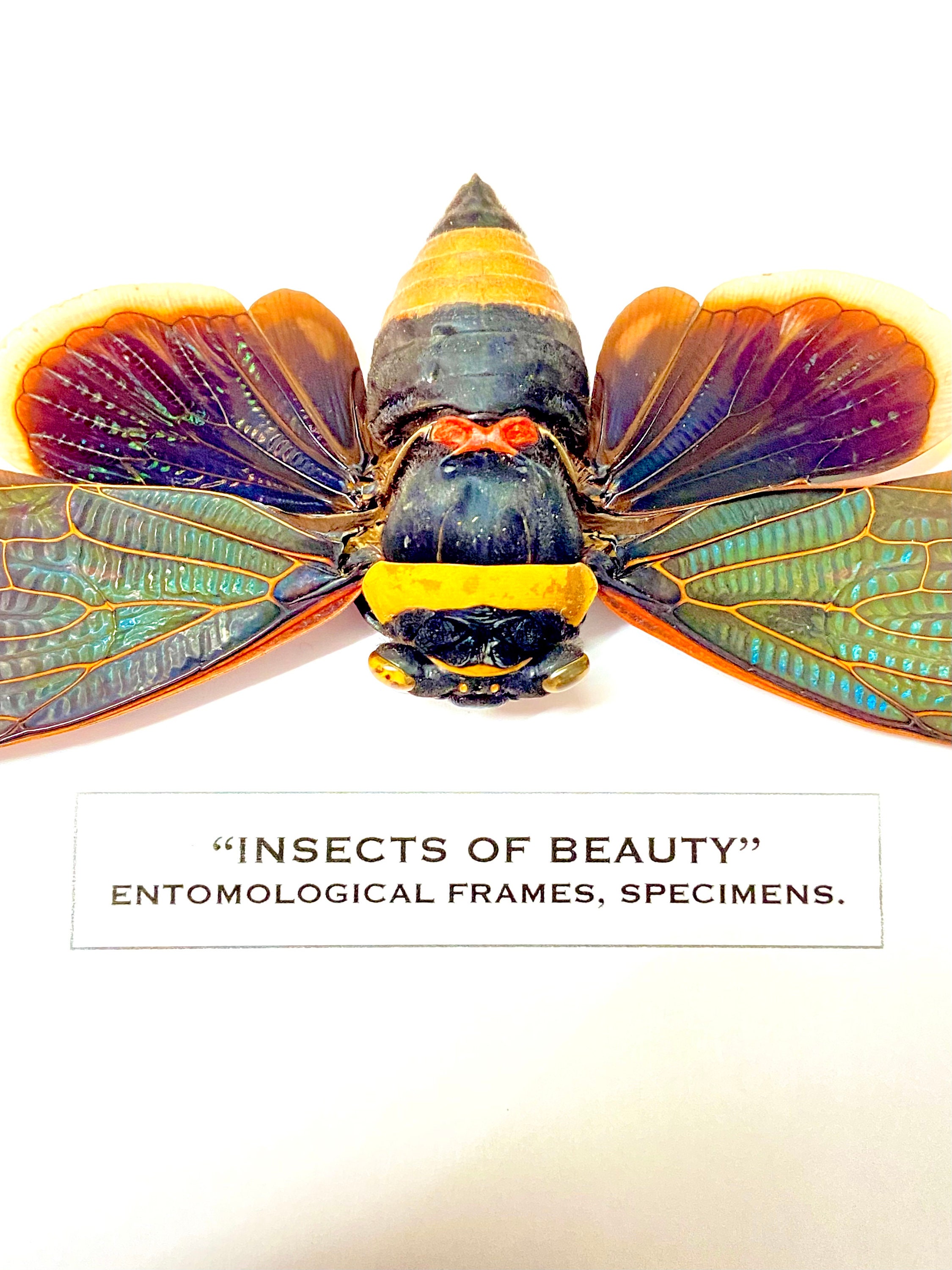 Cicada.(tacua Speciosa) Real Specimen - Etsy