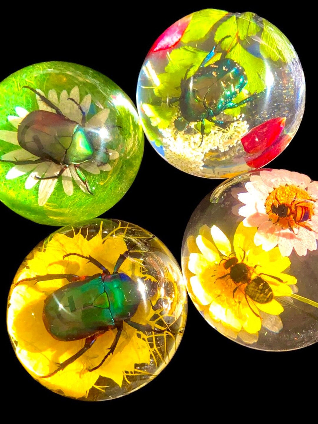 Lucite Large Paperweight Insects. X 4 Options. Framed Insect. Taxidermy ...