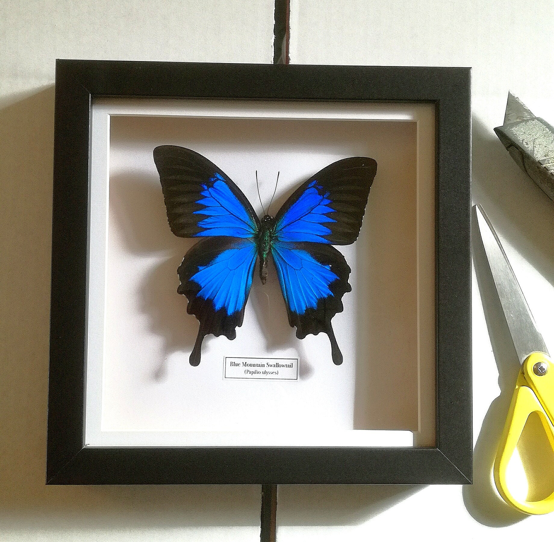 Blue Mountain Swallowtail papilio Ulysses Real Butterfly. | Etsy