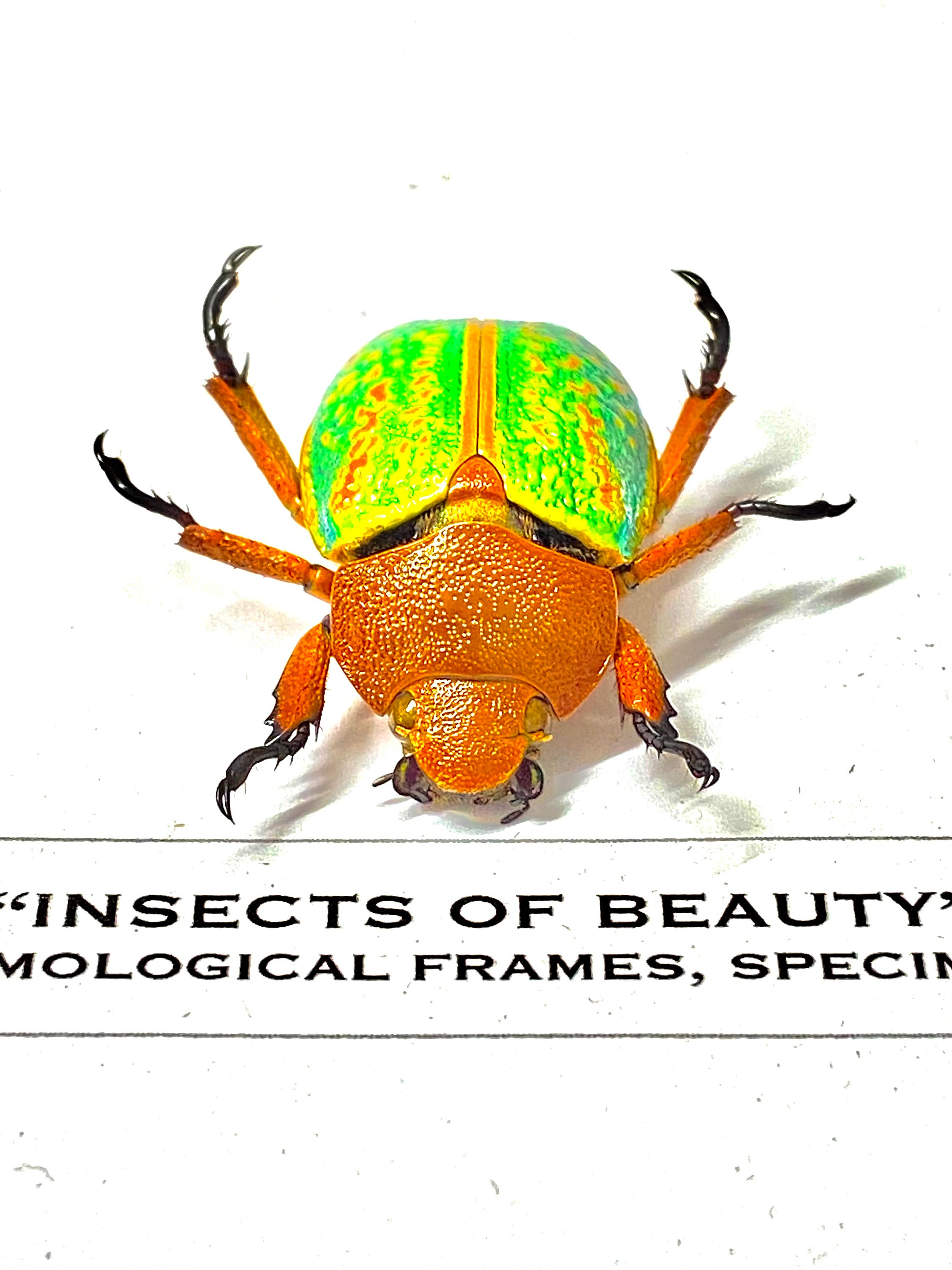 Green Scarab Beetle (chrysina Victoriana) Real Specimen Only ...