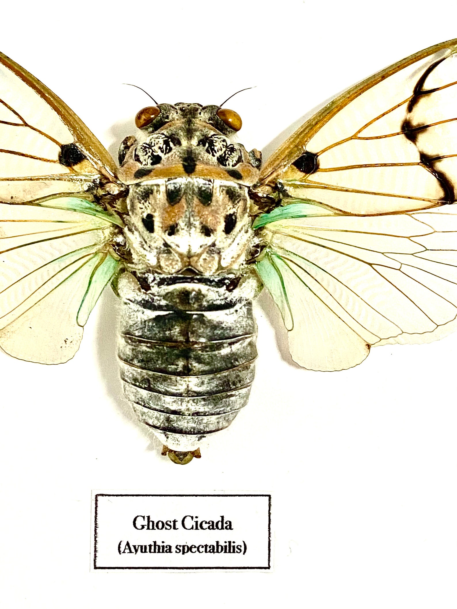 Ghost Cicada (ayuthia Spectabilis) Real Insect Specimen. Framed. - Etsy UK