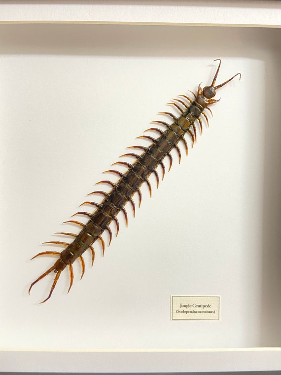 Scolopendra