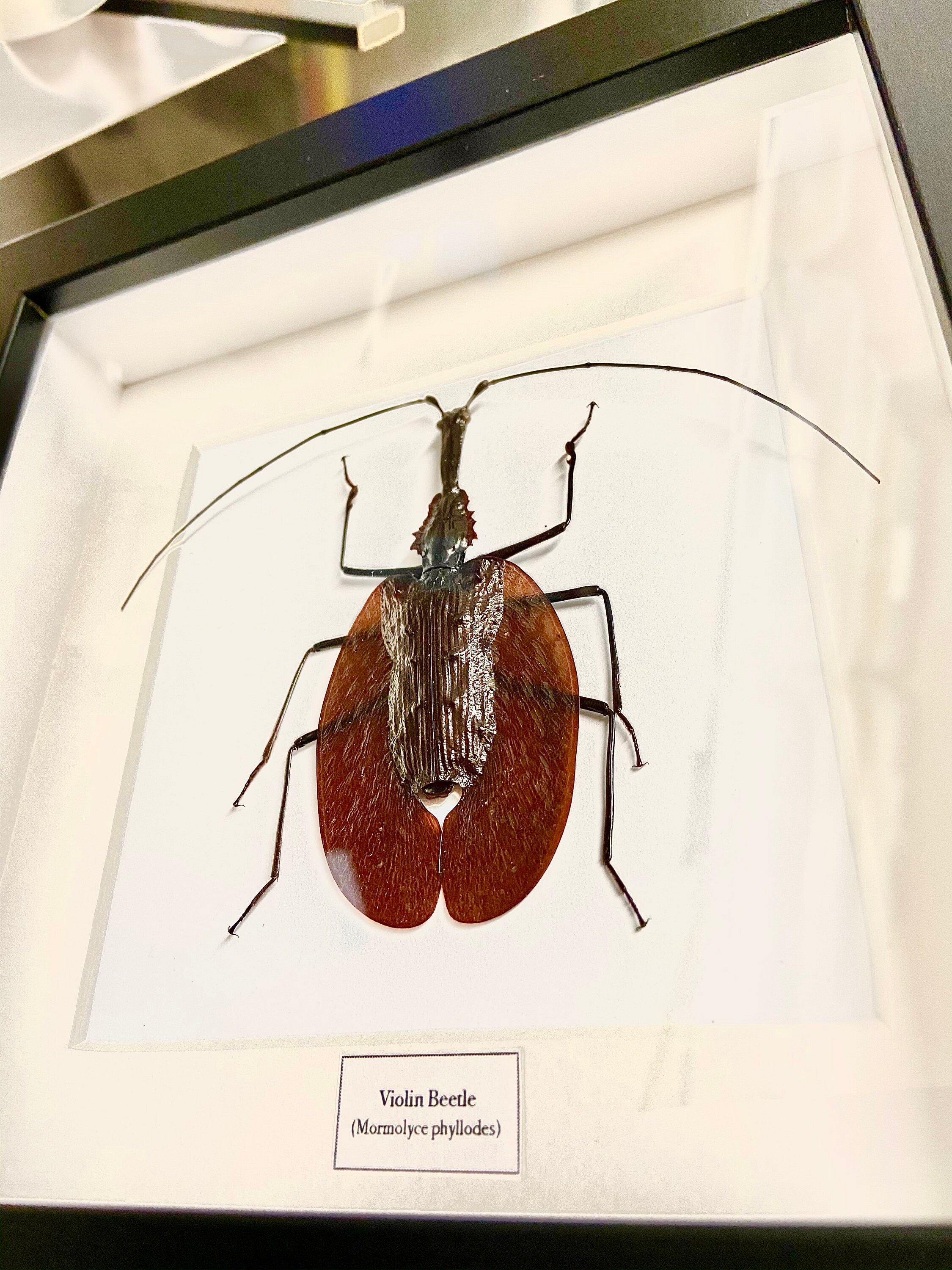 Violin Beetle mormolyce Phyllodes Real Insect Beetle Framed - Etsy UK