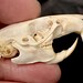 Brown Rat Skull (rattus Norvegicus) Genuine Skull. Rodent. Rat. Bones ...