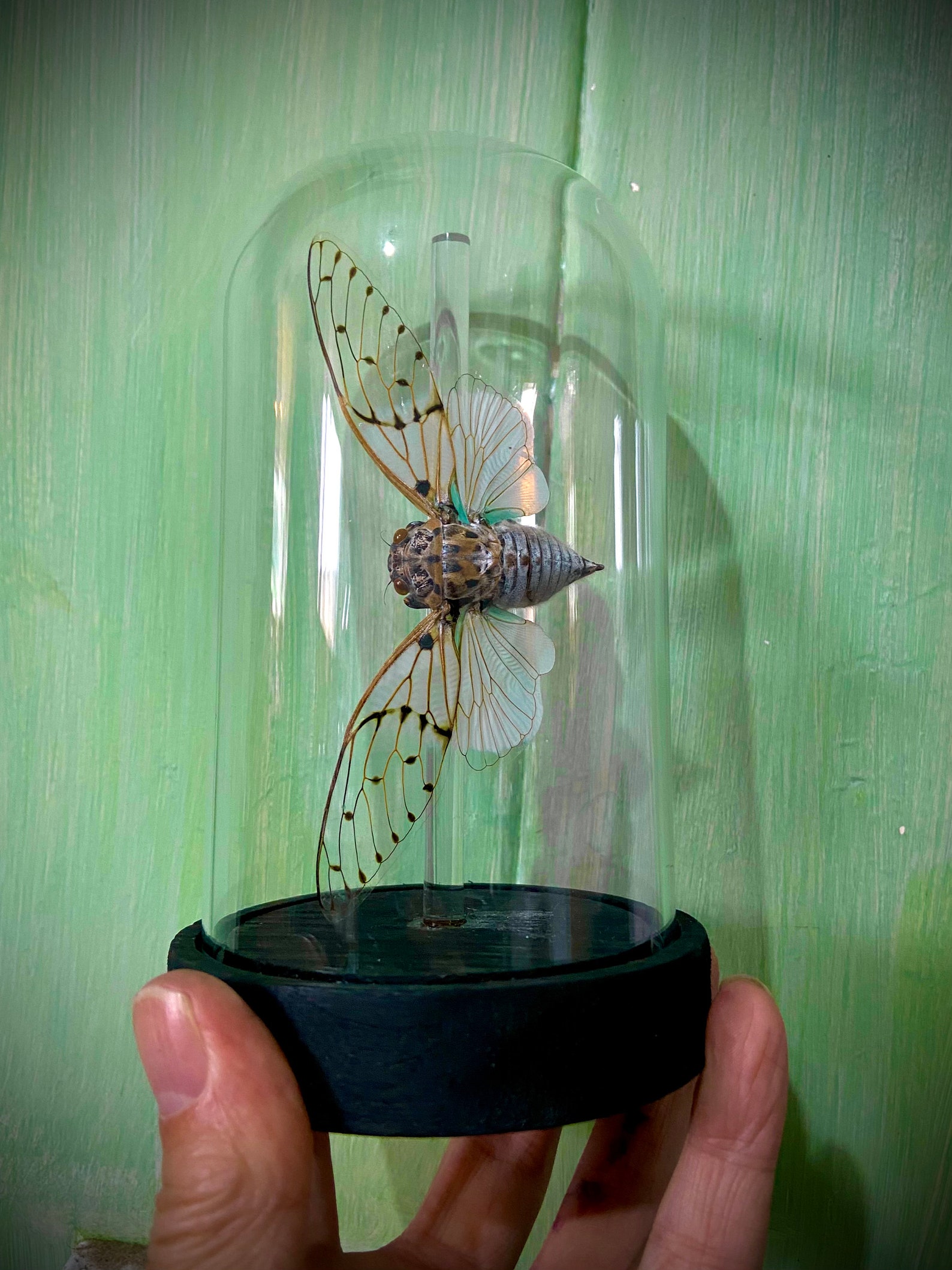 Ghost Cicada . Ayuthia Spectabilis. Cicada. Glass Dome. Real Insect ...