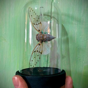 Ghost Cicada . Ayuthia Spectabilis. Cicada. Glass Dome. Real Insect ...
