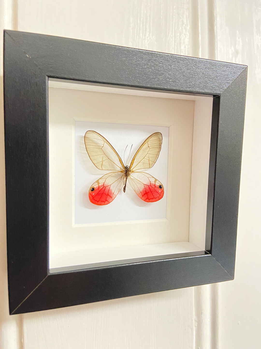 The Blushing Phantom (cithaerias Pireta) Real Insect, Entomology - Etsy