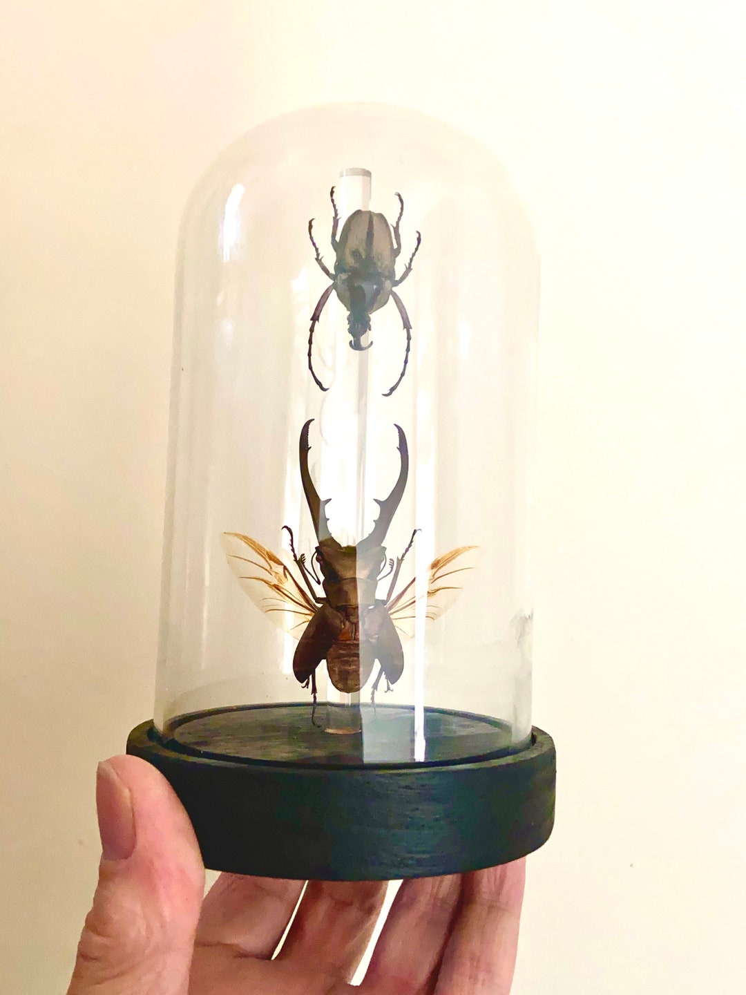 Beetle Glass Dome Taxidermy.stag Beetle. Insects.real Insects ...