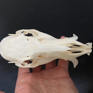 Skull. Chinese Water Deer. Skull. Real Skull. Bones. Insectsofbeauty ...