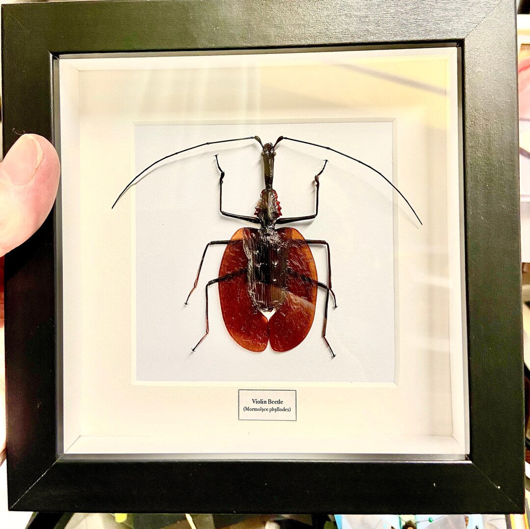 Violin Beetle (mormolyce Phyllodes) Real Insect Beetle Framed. Violin ...