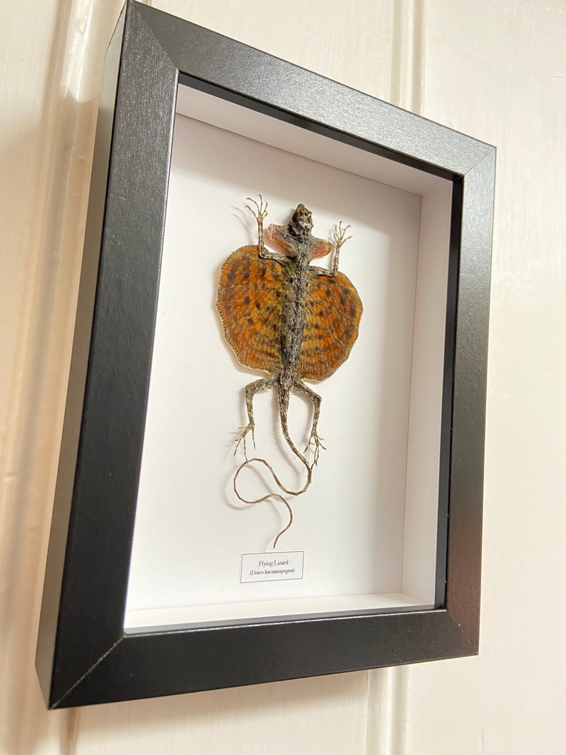 Flying Lizard (draco Haematopogon) Real Specimen Framed. Reptile ...