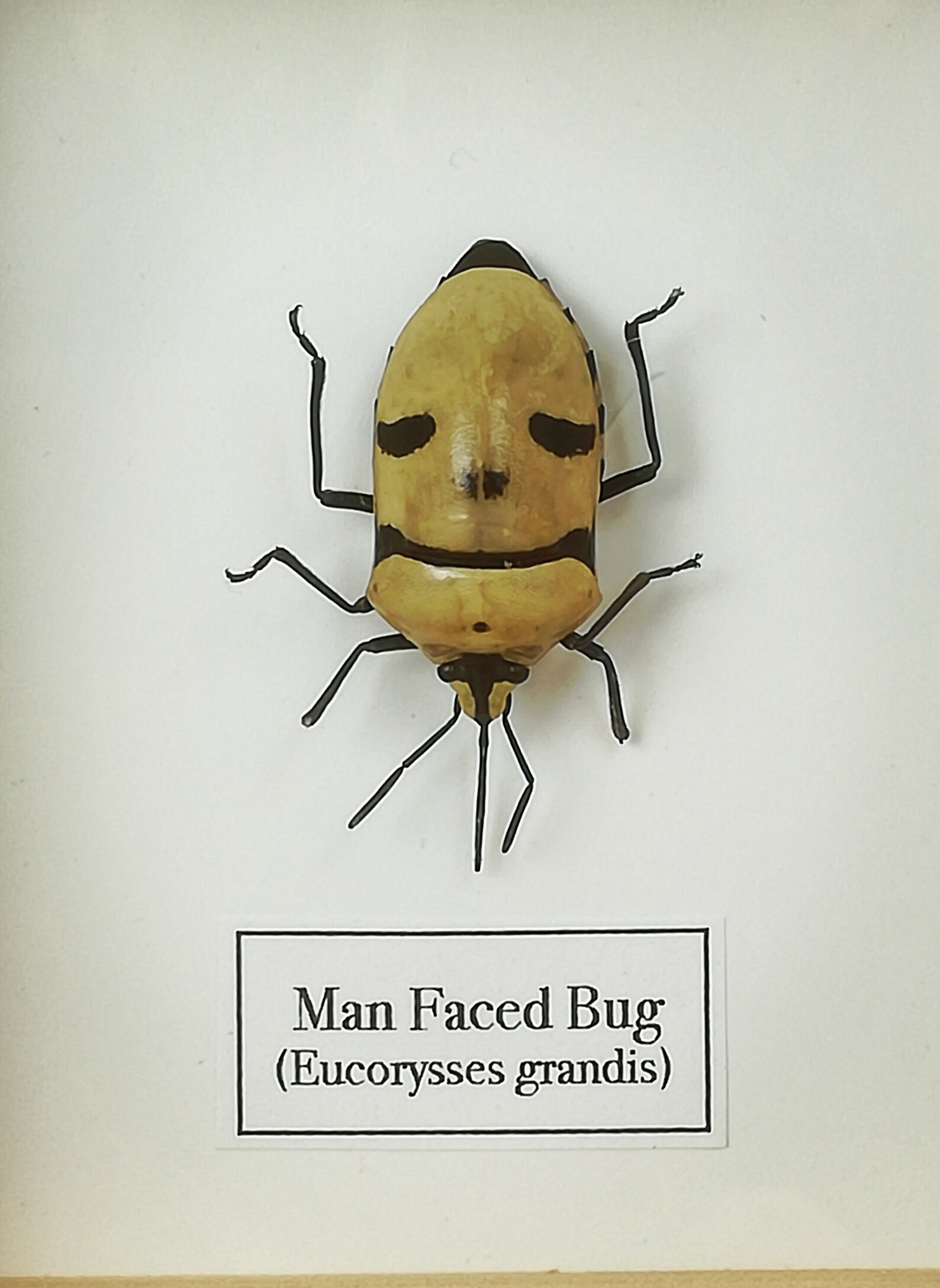 Man Faced Bug eucorysses Grandis Framed Real Specimen - Etsy UK