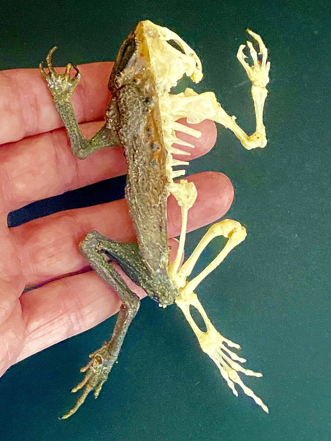 Toad Half Skeleton (asian Species) Real Specimen. Frog. Crapaud ...