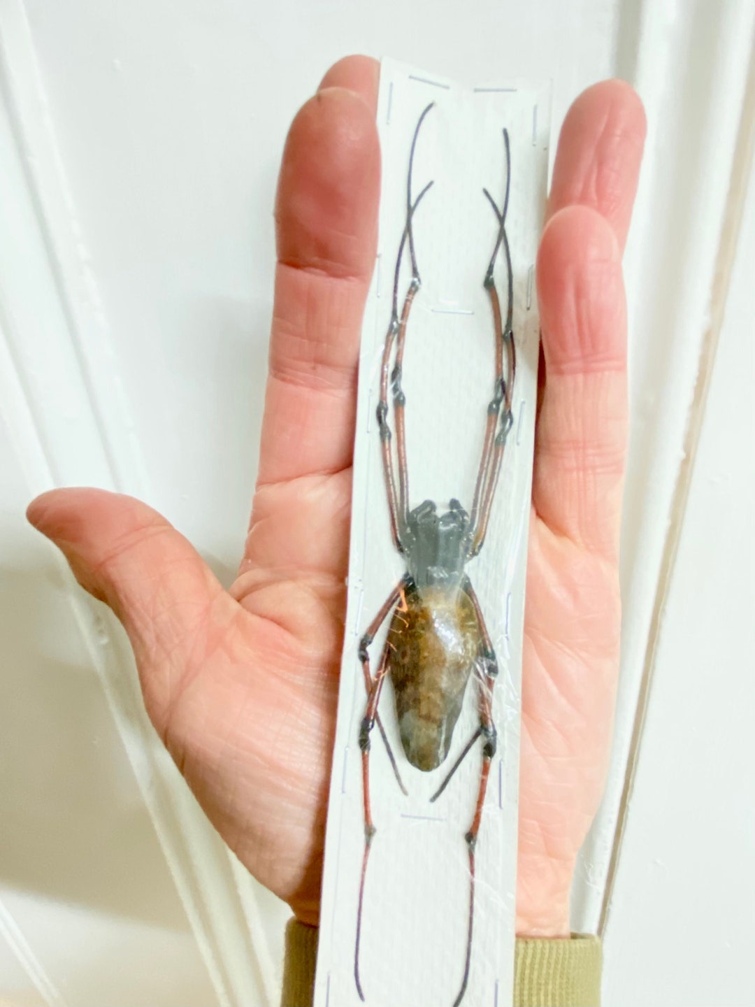 Golden Orb Spider (nephila Sp) Huge Un-set Specimen. Arachnidae. Framed ...