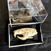 Brown Rat Skull (rattus Norvegicus) Genuine Skull. Rodent. Rat. Bones ...