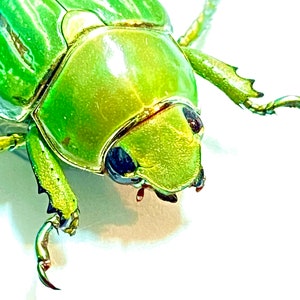 Glorious Scarab chrysina Gloriosa Real Specimen - Etsy