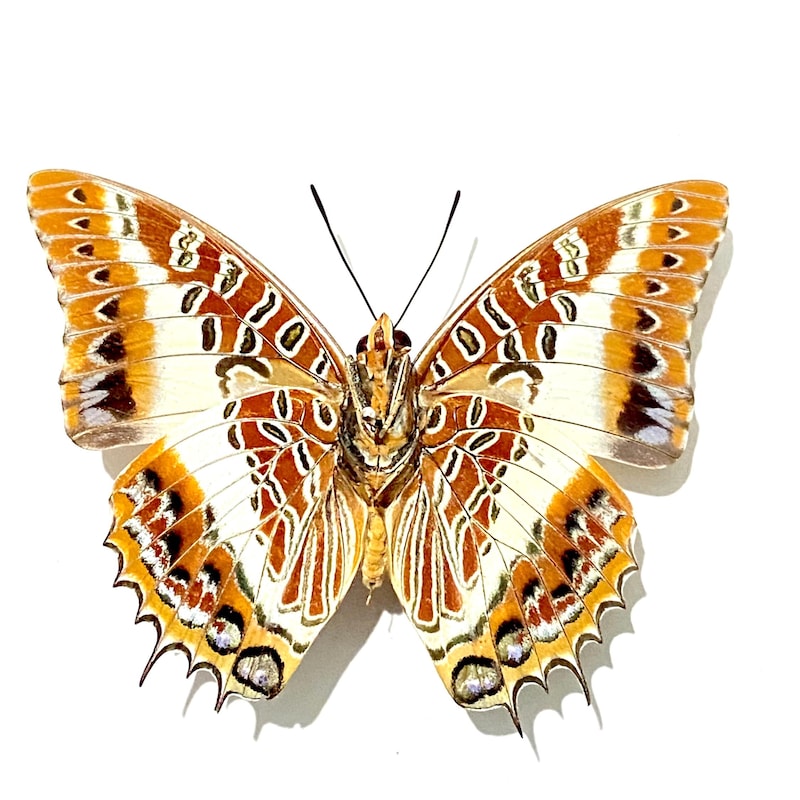 Charaxes - Etsy