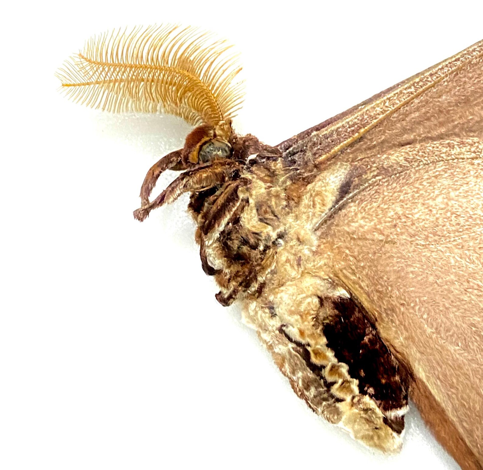 Hercules Moth. Coscinocera Hercules. Papered-folded Wings. Requiring ...