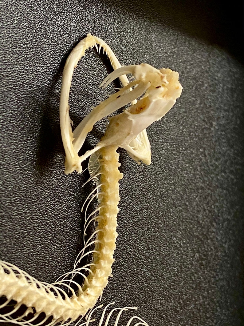Snake Skeleton white Lipped Viper Real Specimen Framed. | Etsy UK