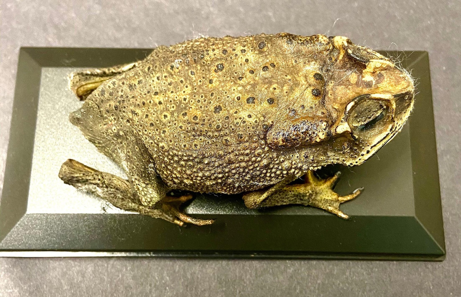 Toad (asian) Real Preserved Specimen in Display Case. Toad. Frog ...