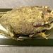 Toad (asian) Real Preserved Specimen in Display Case. Toad. Frog ...