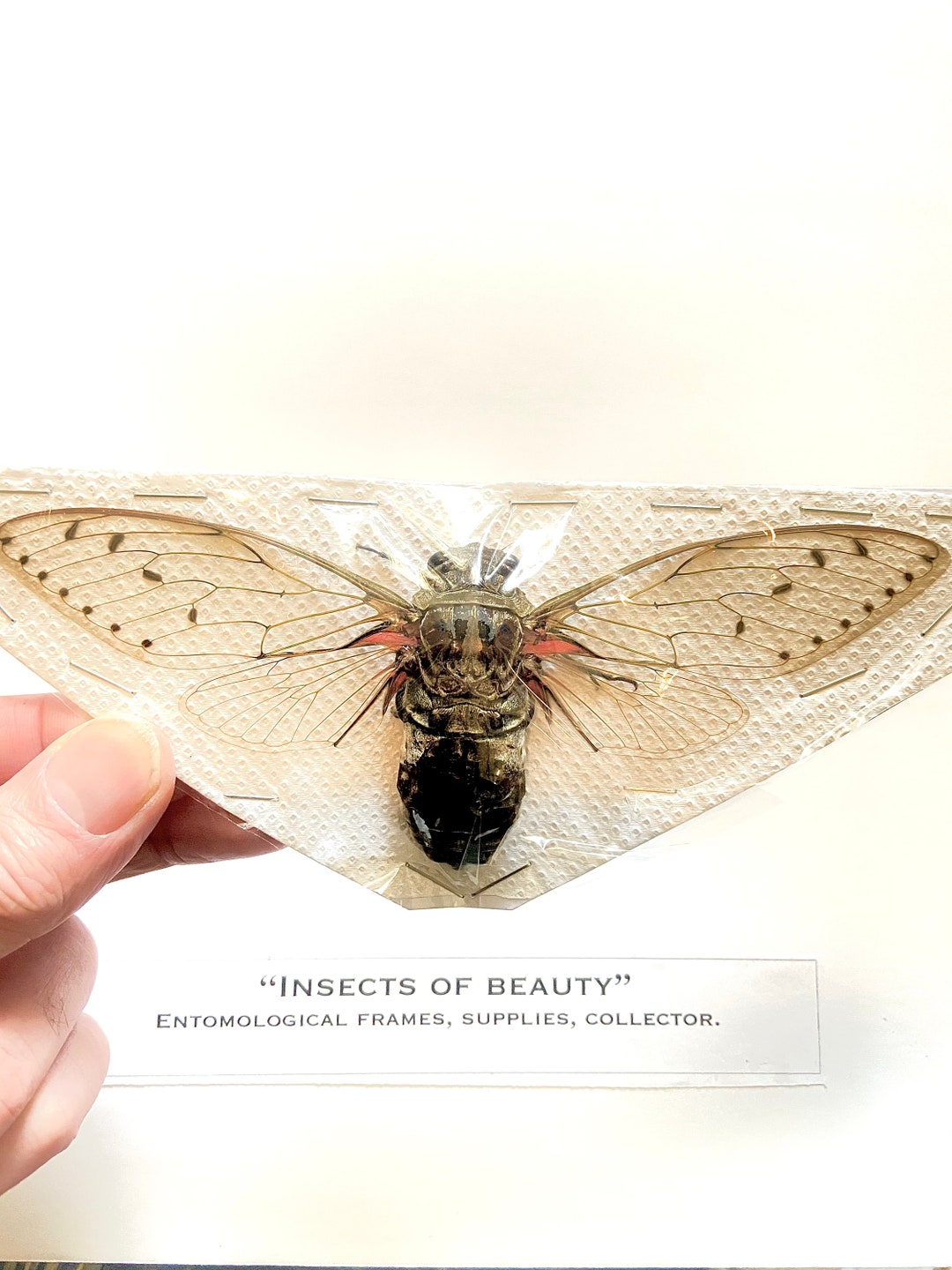 Huge Cicada .(pomponia Intermedia) Real Unframed Specimen. - Etsy