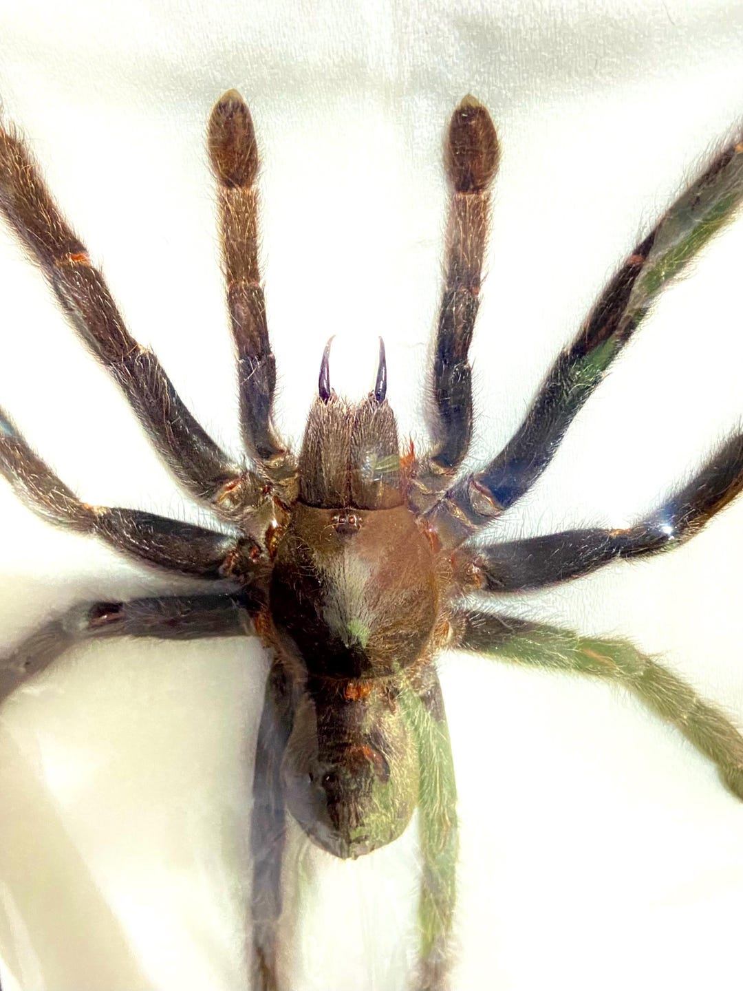 Yellow Knee Tarantula. Selenocosmia Javanensis. Real Spider Specimen ...