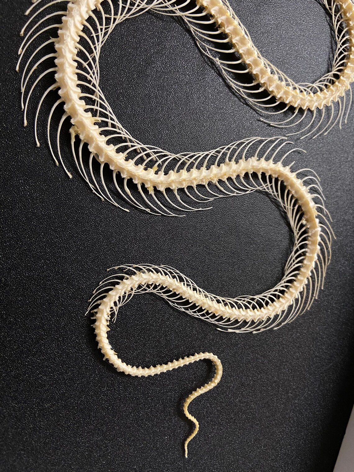 Snake Skeleton white Lipped Viper Real Specimen Framed. | Etsy