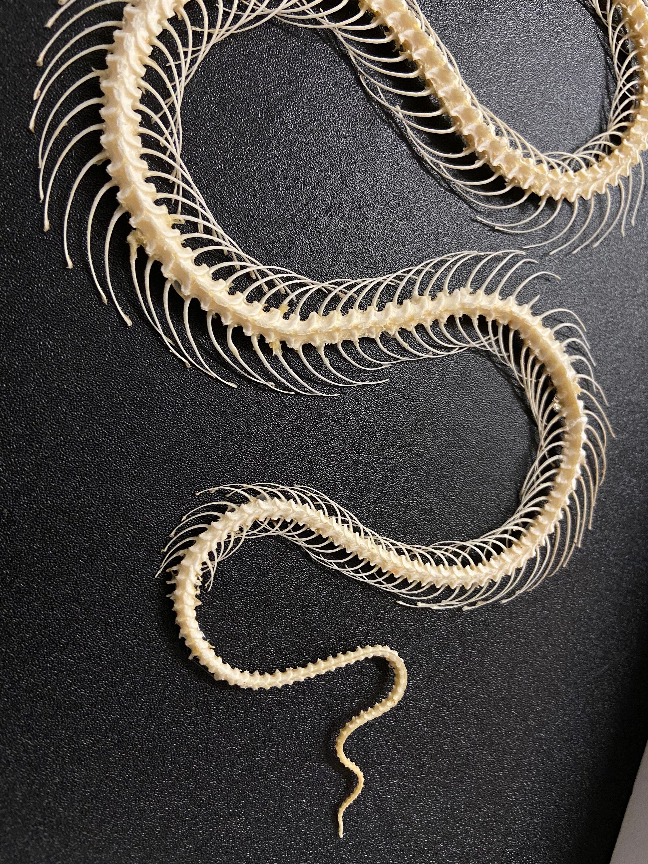 Snake Skeleton white Lipped Viper Real Specimen Framed. | Etsy UK