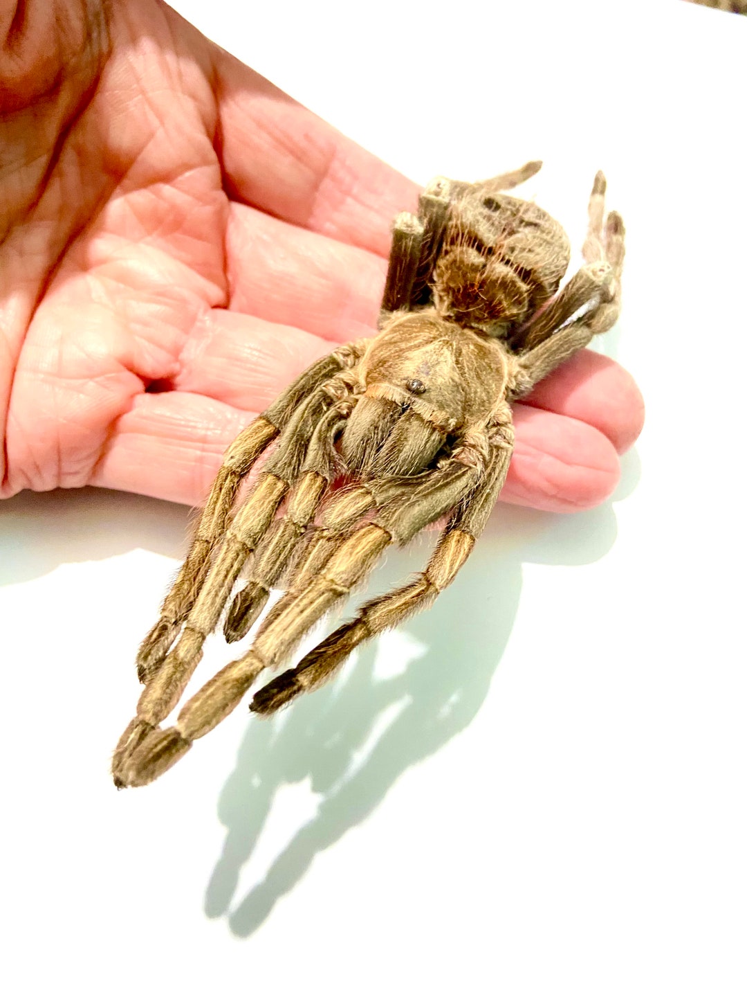 Rusty Birdeater Spider(acanthoscurria Ferina) Real Spider Specimen ...