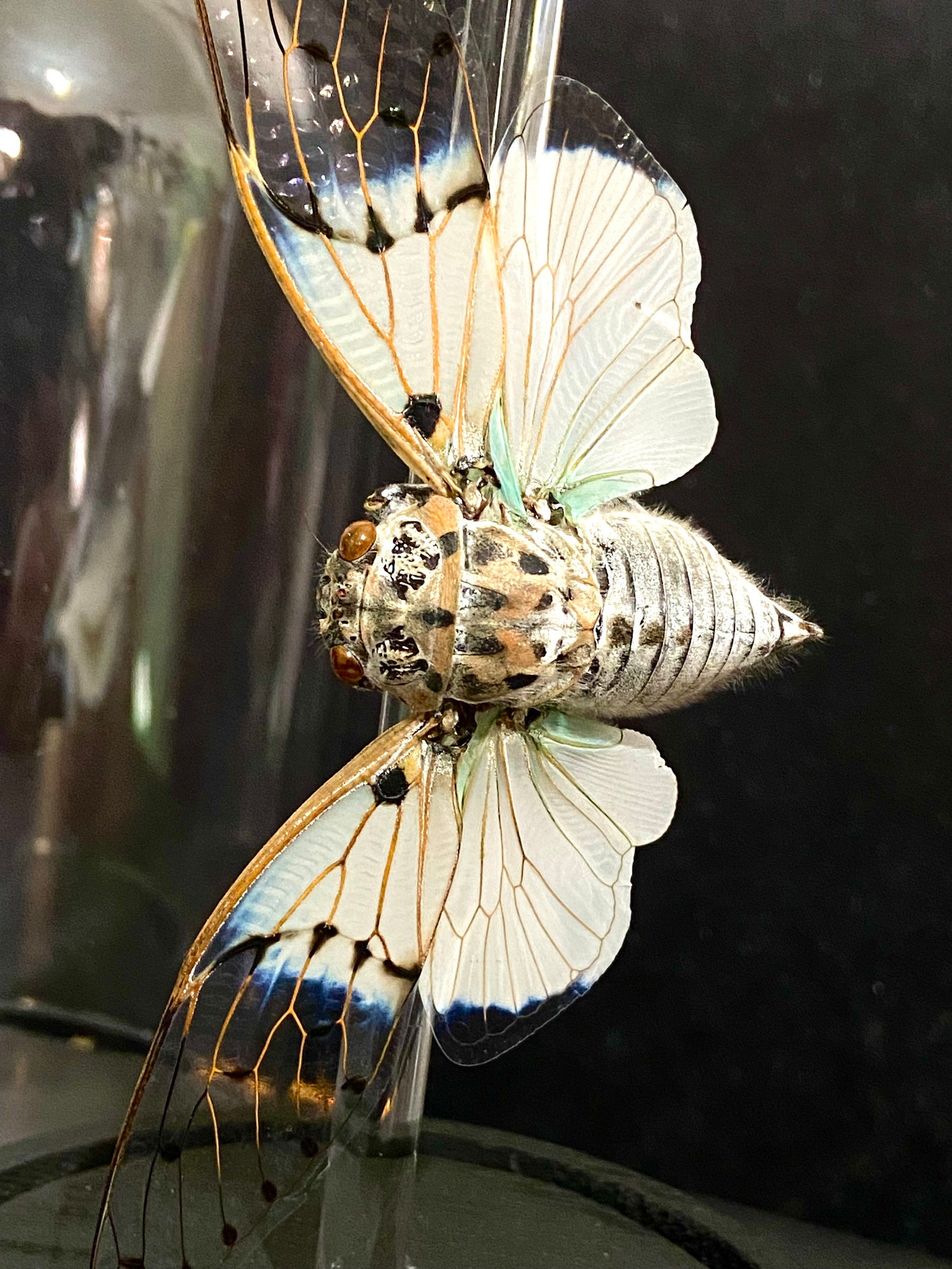 Ghost Cicada . Ayuthia Spectabilis. Cicada. Glass Dome. Real Insect ...