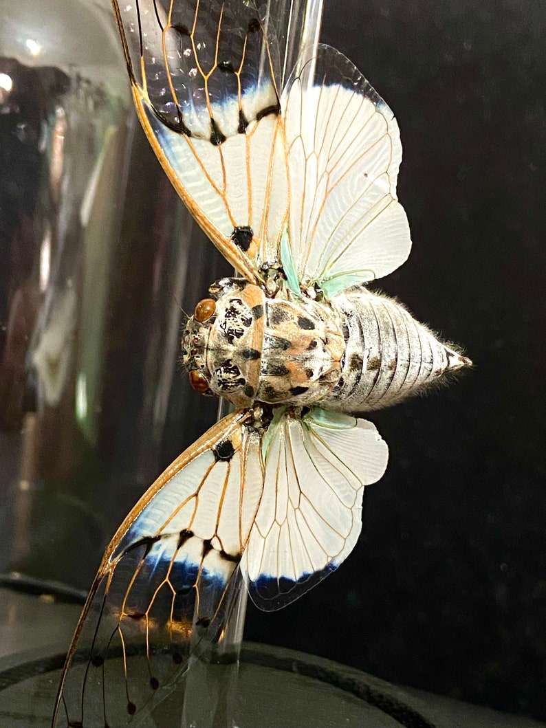 Ghost Cicada . Ayuthia Spectabilis. Cicada. Glass Dome. Real Insect ...