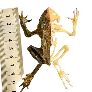 Toad Half Skeleton (asian Species) Real Specimen. Frog. Crapaud ...