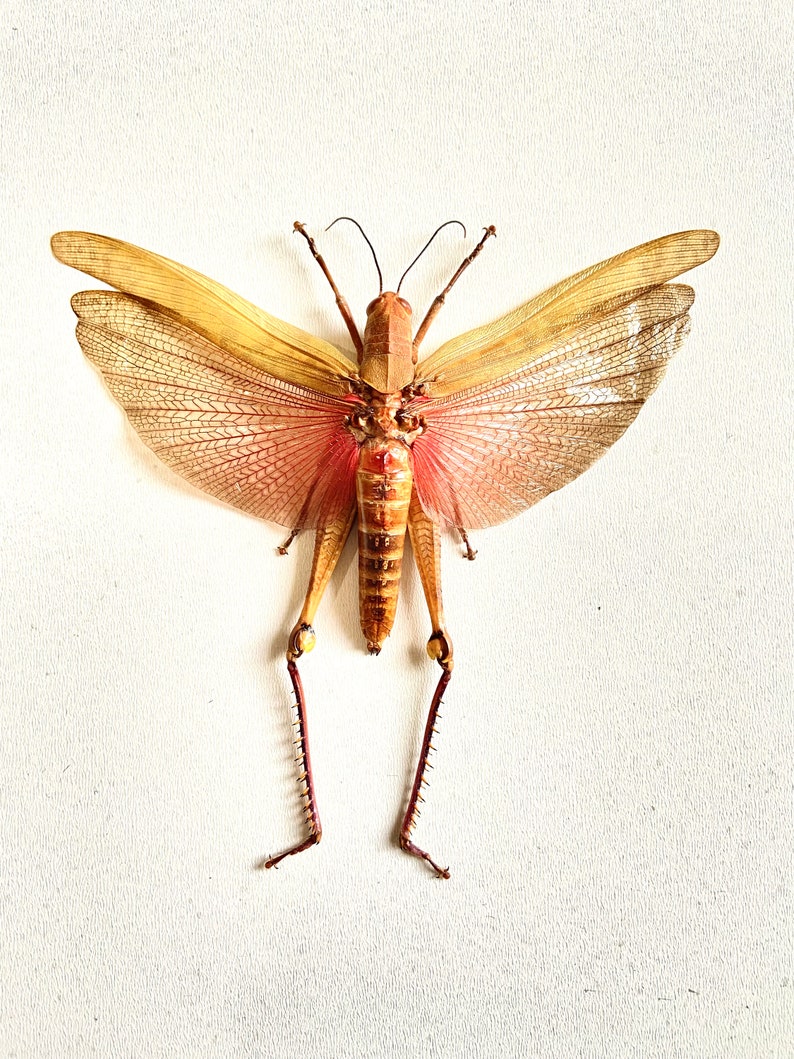 Javanese Grasshopper (valanga Javanensis) Real Specimen. - Etsy