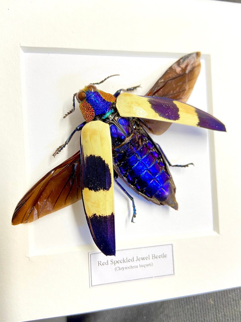 Red Speckled Jewel Beetle (chrysochroa Buqueti) Real Insect Framed - Etsy