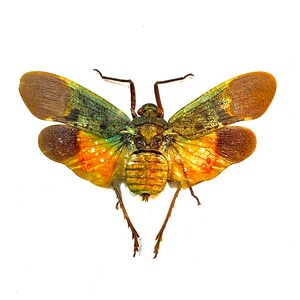 Penthicodes Farinosa Tulia). Real Insect Specimen. - Etsy