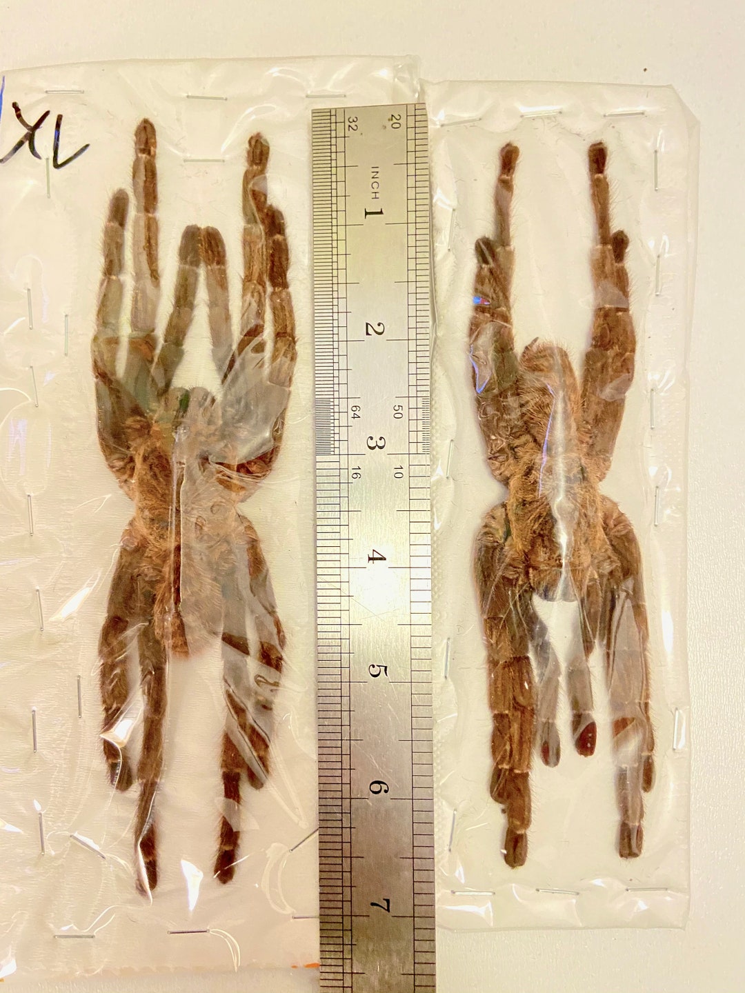 Tarantula (cyriopagopus Schmidti) Real Spider Specimen - Etsy Australia