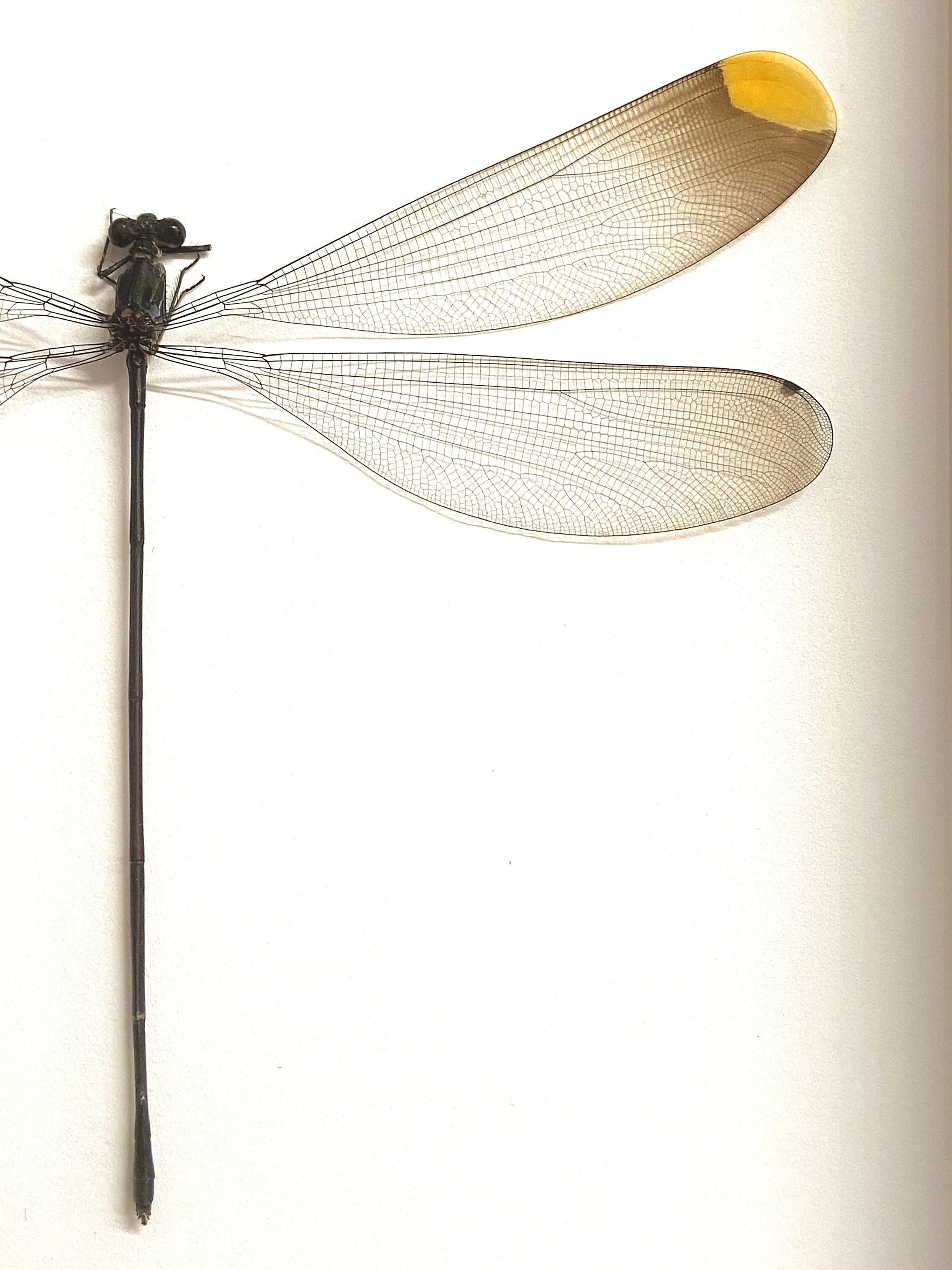 Giant Helicopter Damselfly mecistogaster Ornate Real Framed | Etsy
