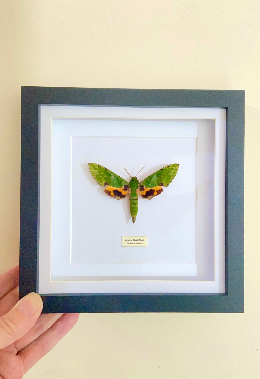 Verdant Hawk-moth (euchloron Megaera) Real Insect Moth. Framed Moth ...