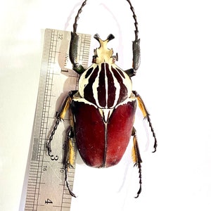 Goliath Beetle (goliathus Apicalis) Real Specimen. Beetle. Real Beetle ...
