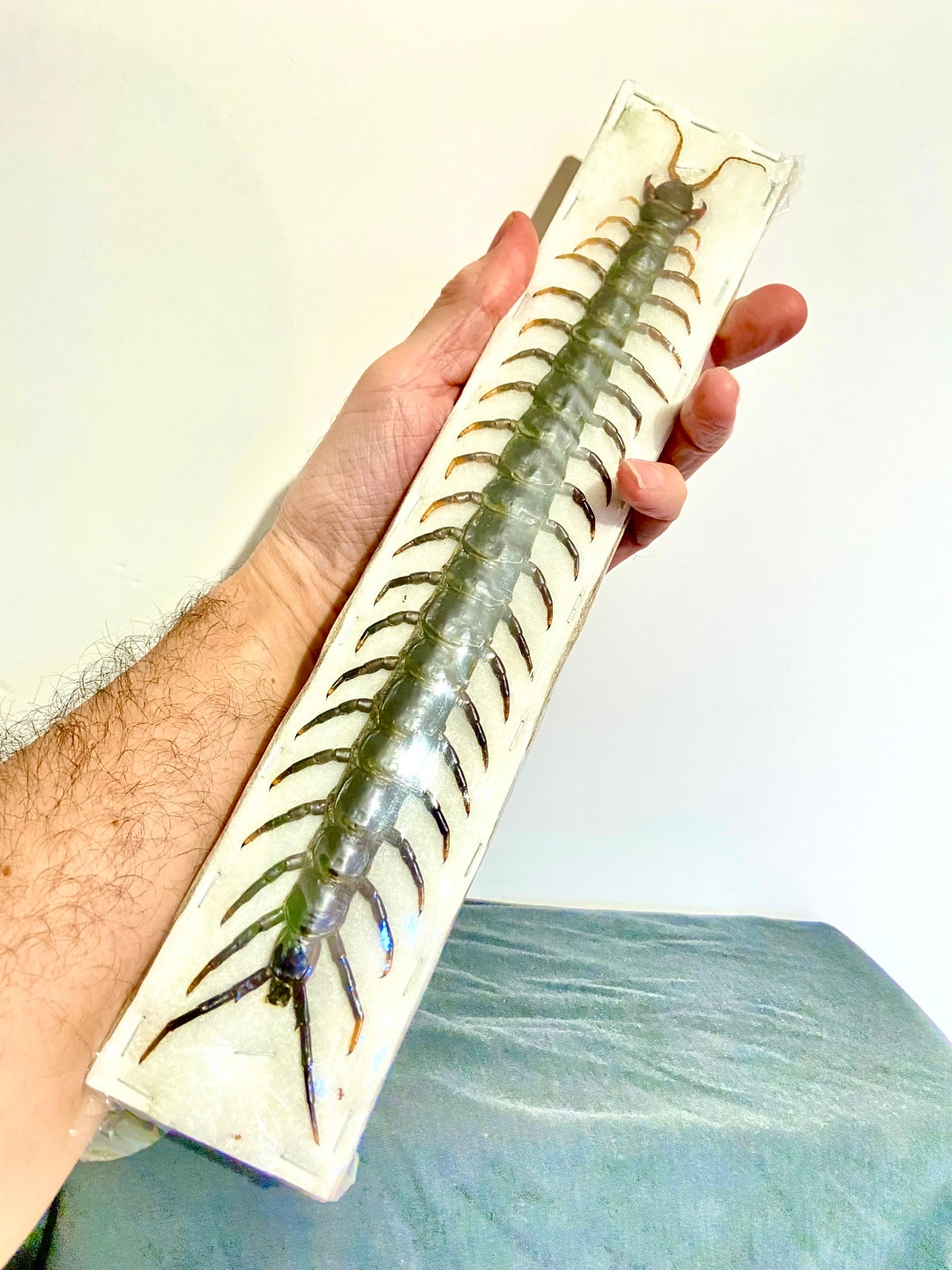 Giant Centipede XXL (scolopendra Dehani) Real Specimen.millipede ...